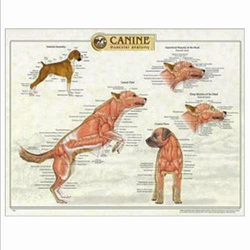 Canine Muscular Anatomy Wall Chart - Concord Surgical