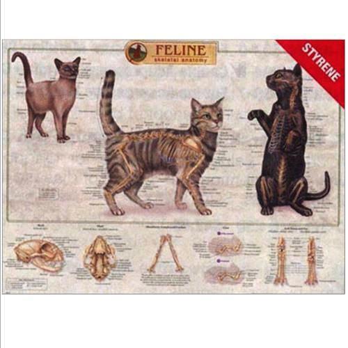 Feline Skeletal Anatomy Wall Chart - Concord Surgical